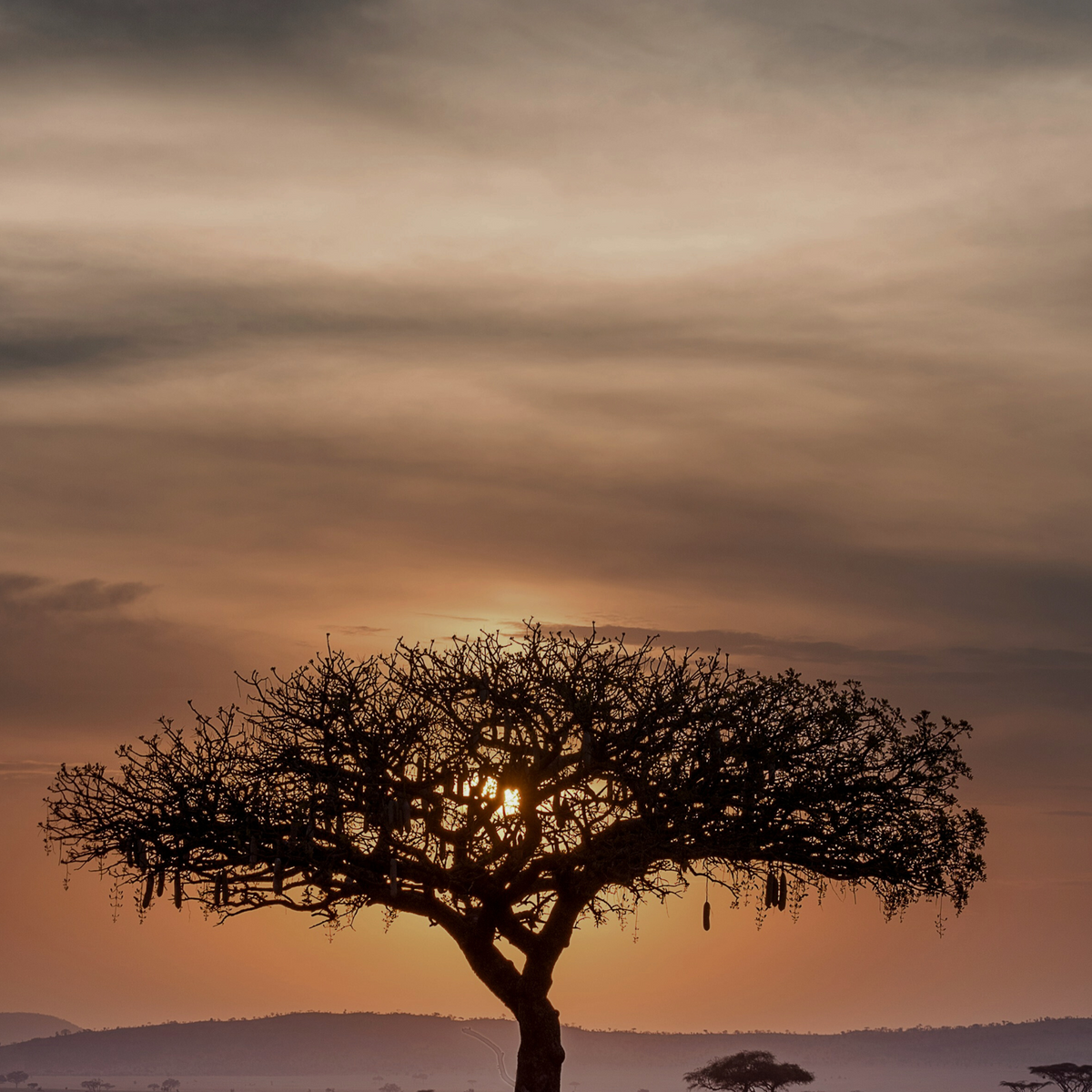 Shea Butter Reborn – The Nature Mill